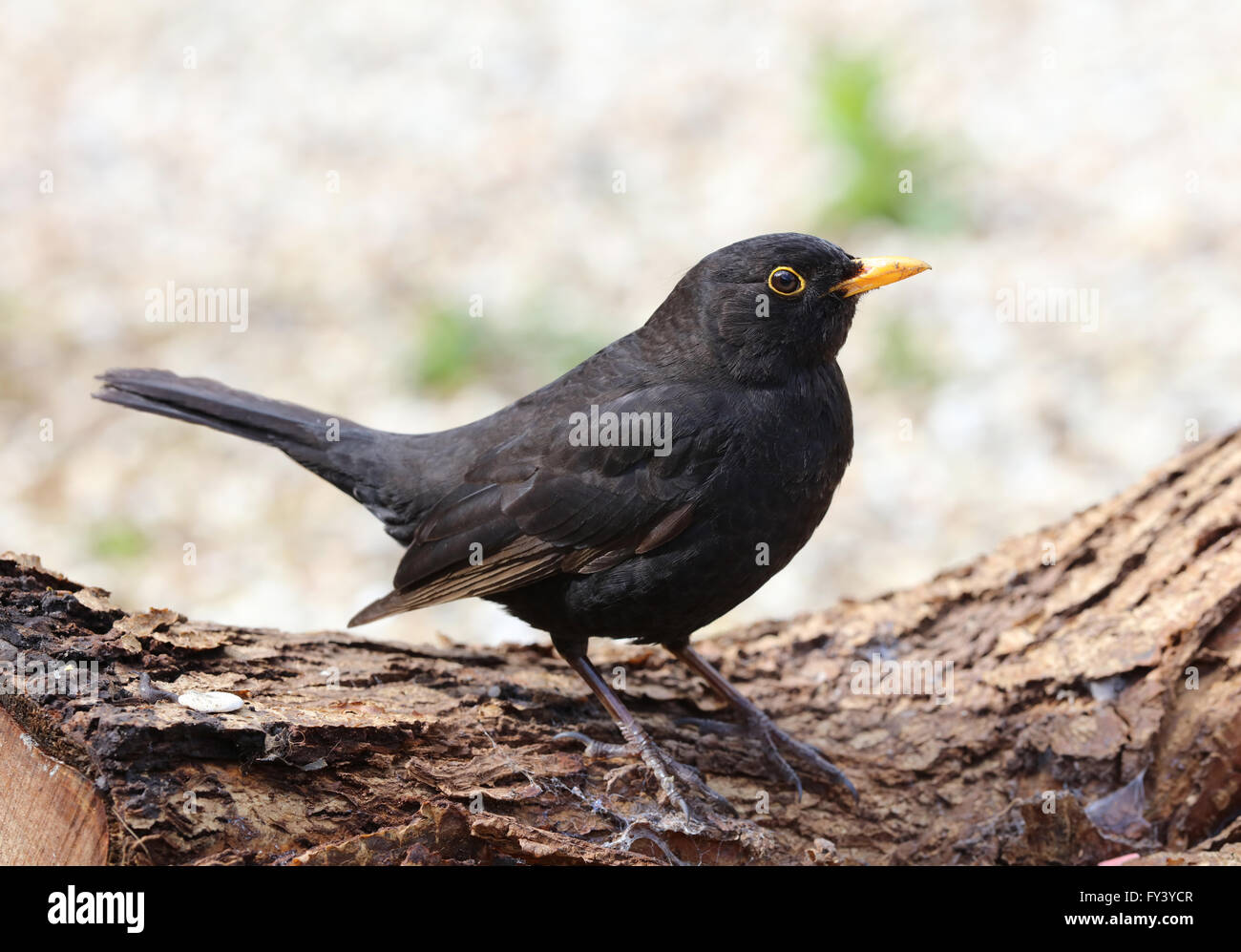 Close up of a male Blackbird in Spring Stock Photo - Alamy