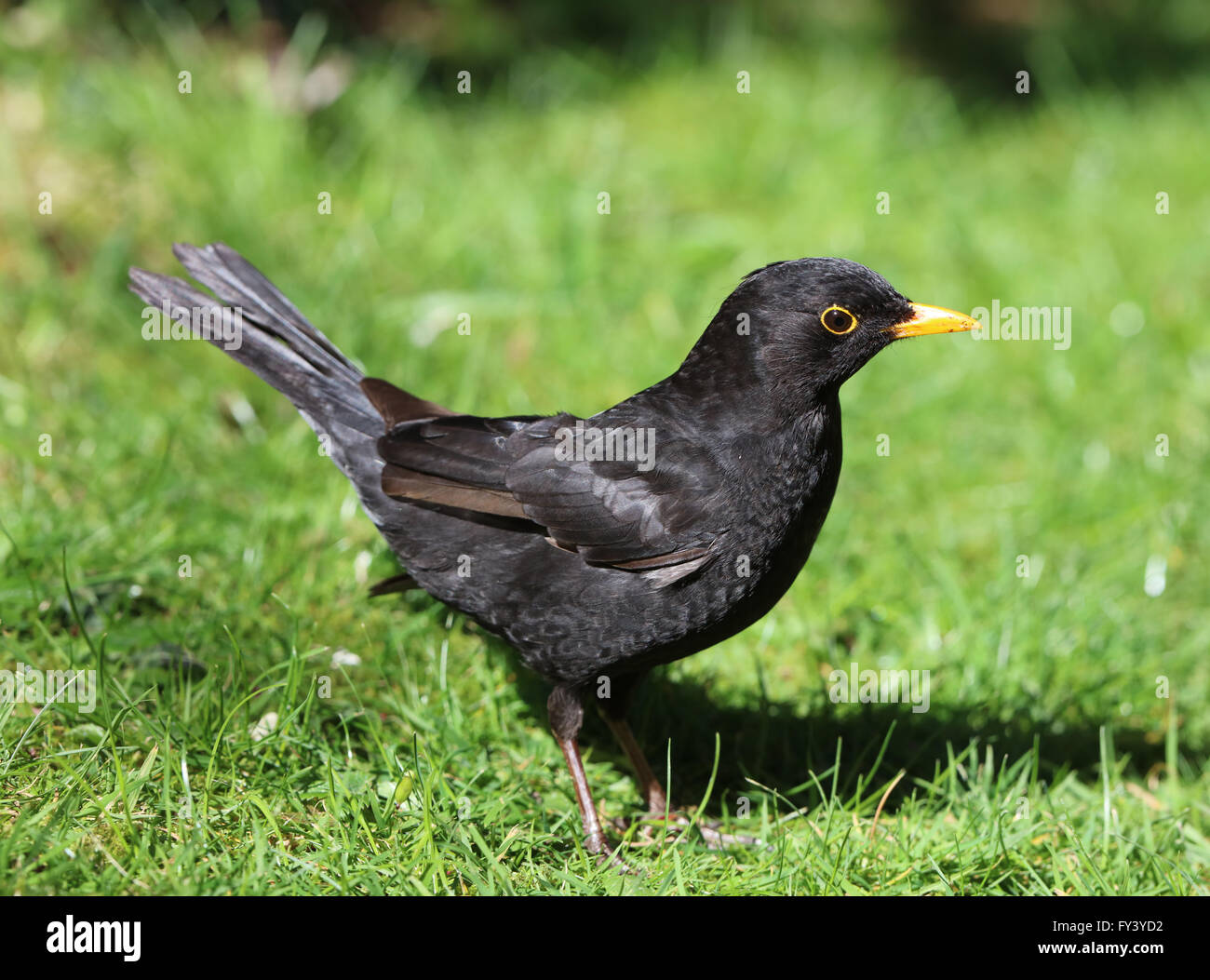 Close up of a male Blackbird in Spring Stock Photo - Alamy