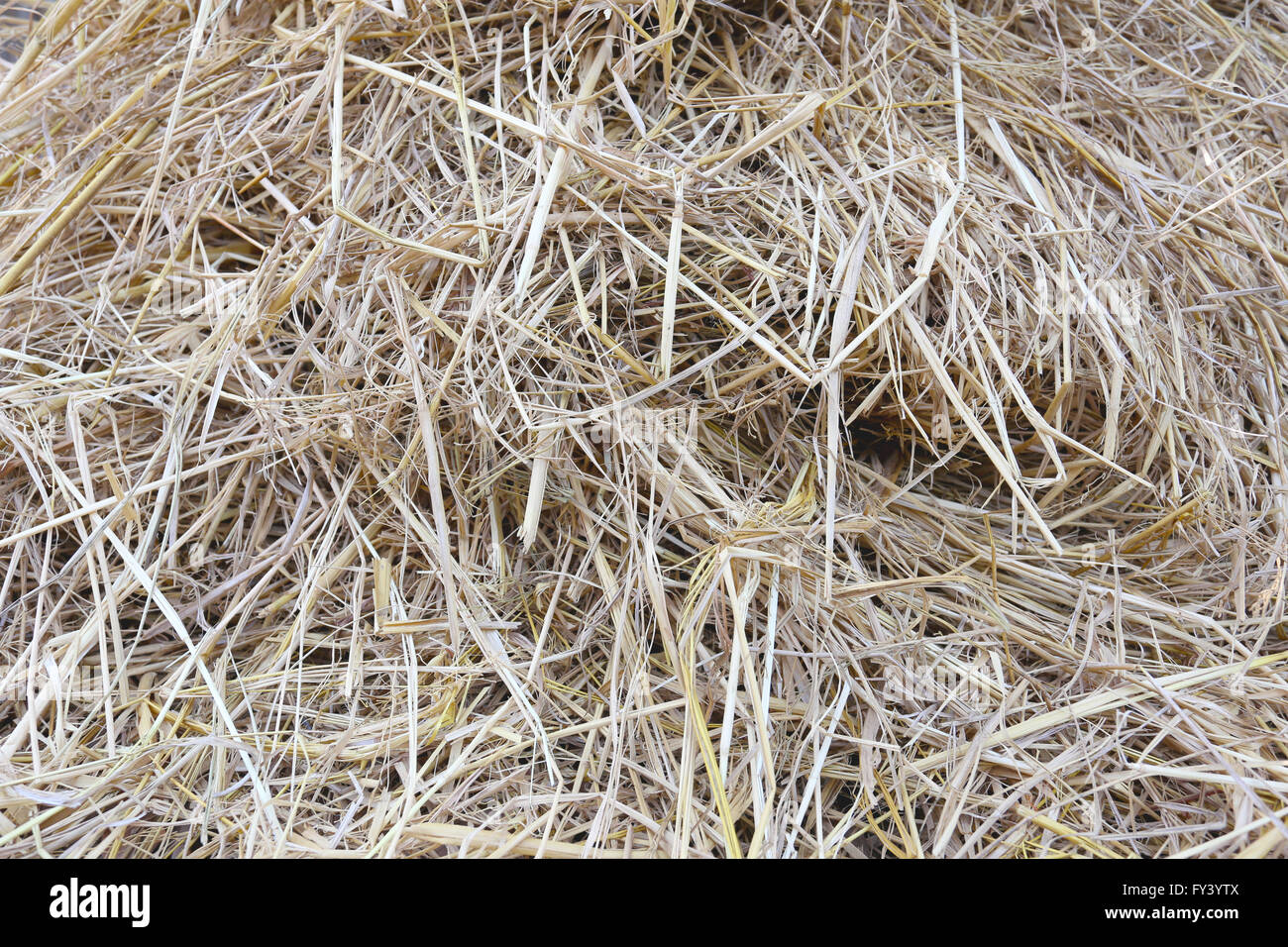 stack straw or haystack for nature abstract background Stock Photo - Alamy