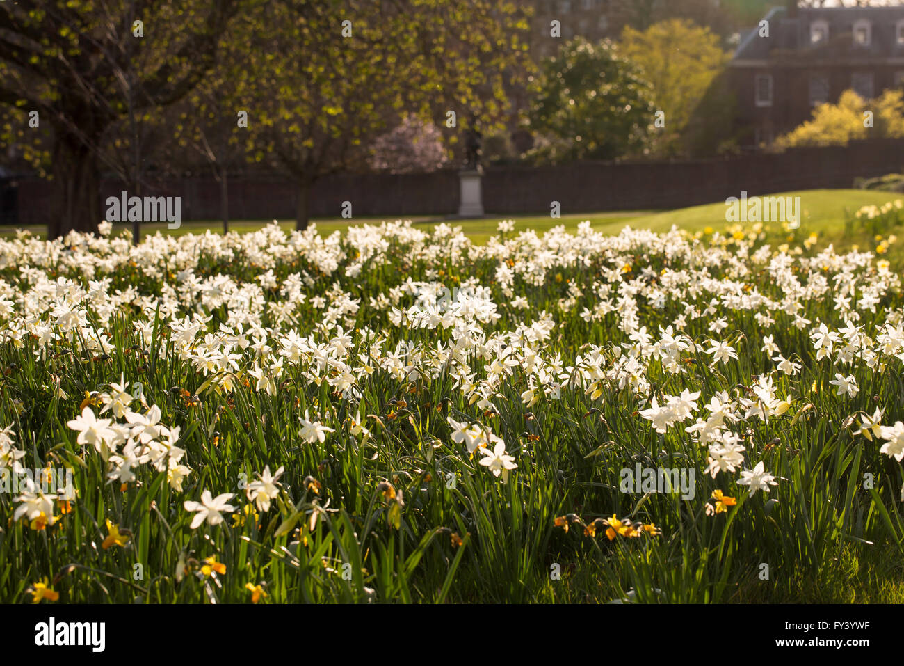 A Field of Daffodils. A field of daffodils glowing in the setting sun ...