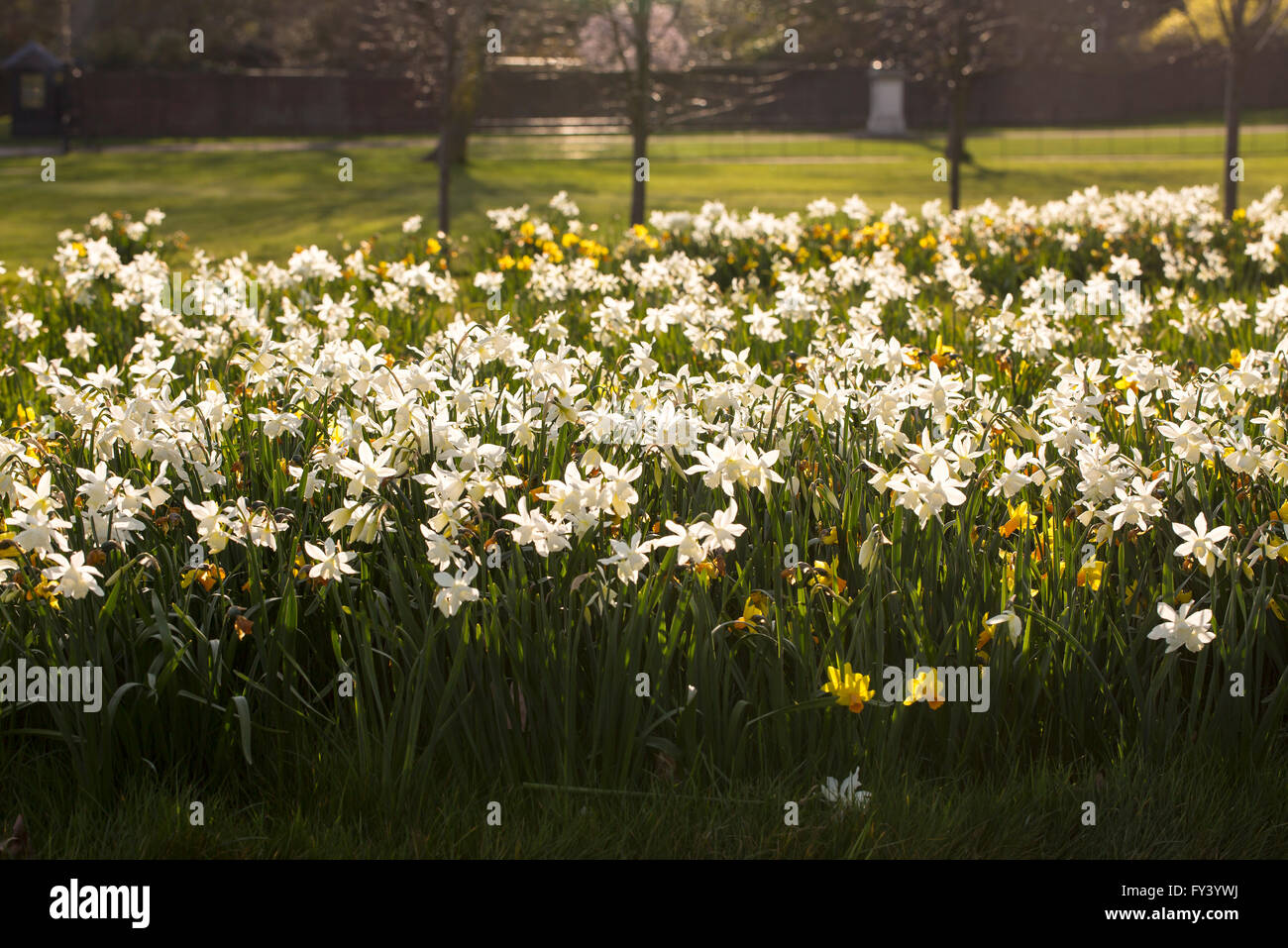 A Field of Daffodils. A field of daffodils glowing in the setting sun ...