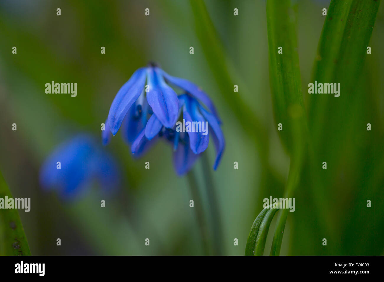 Blue Bells. The blue bell flower likes to hide in dark damp corners ...