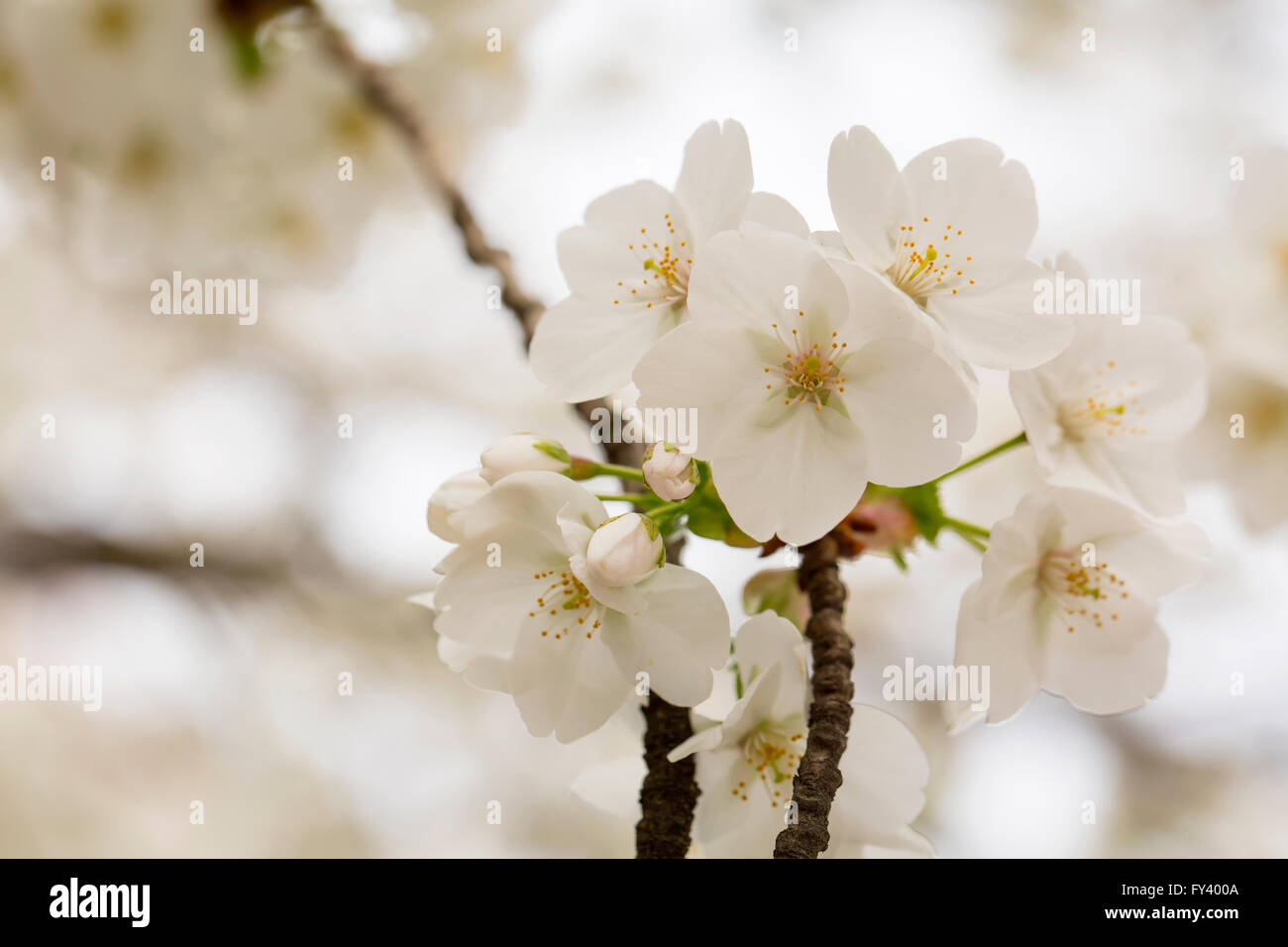 Prolific blossom hi-res stock photography and images - Alamy
