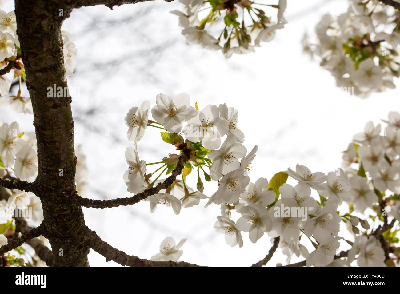 Spring means Blossom. The blossom flower on the fruit trees is prolific ...