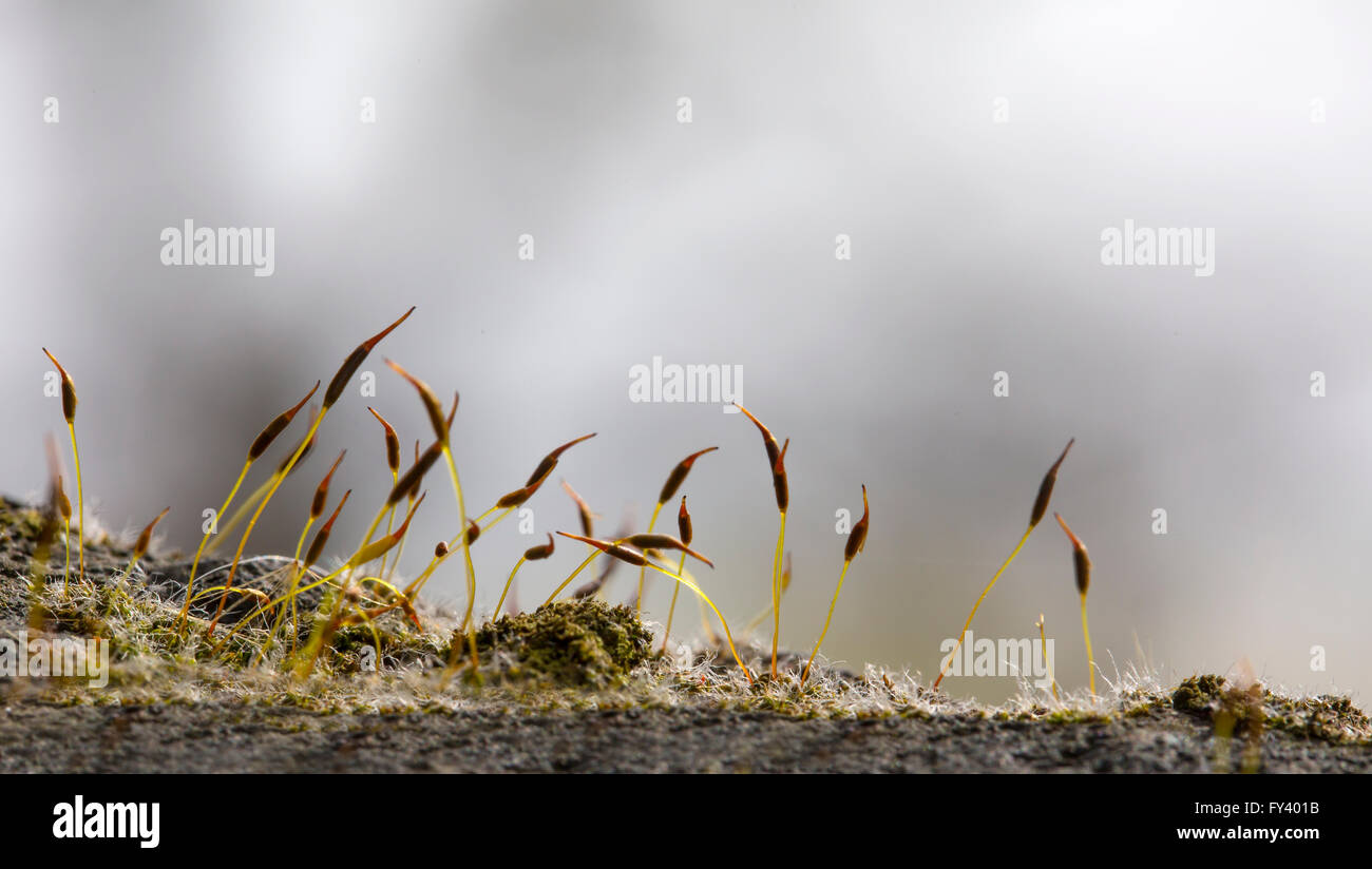 Seed heads on moss hi-res stock photography and images - Alamy