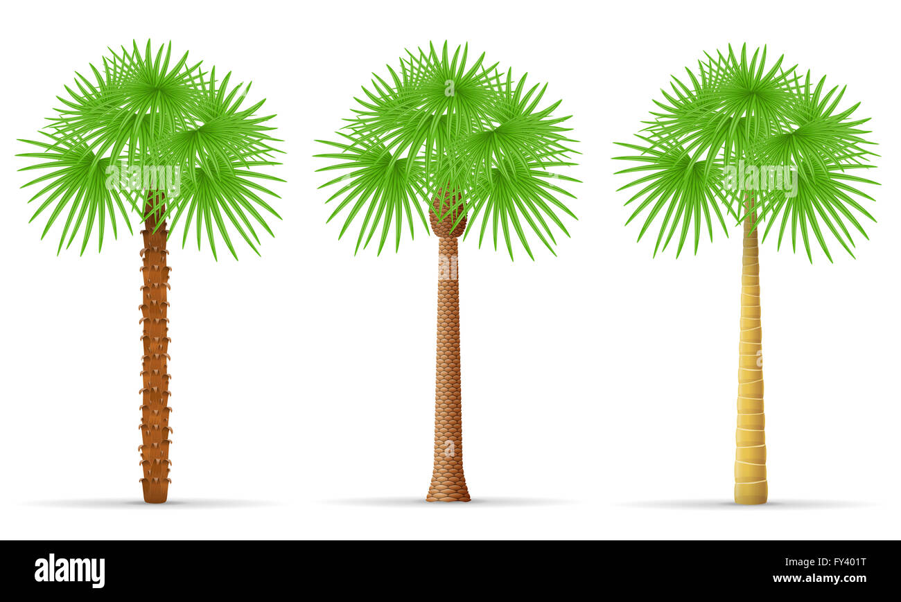 palm tree illustration isolated on white background Stock Photo - Alamy