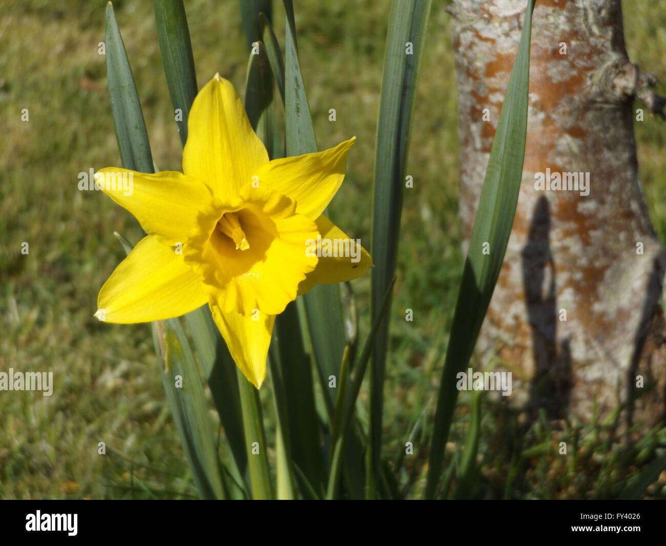 Single narcissus group hi-res stock photography and images - Alamy