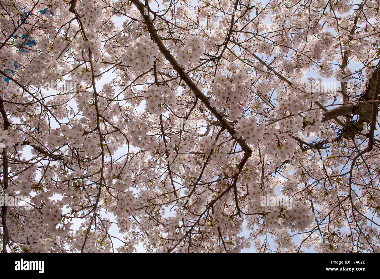 A Sky of Blossom. A large blossom tree at its peak of flowering leaves ...