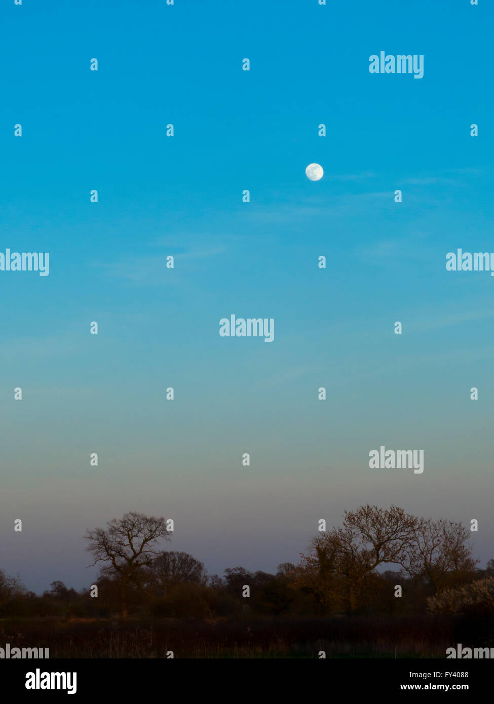 Moon in sky above trees Stock Photo - Alamy