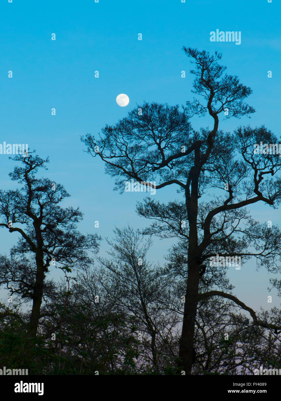 Moon in sky behind trees in portrait Stock Photo - Alamy
