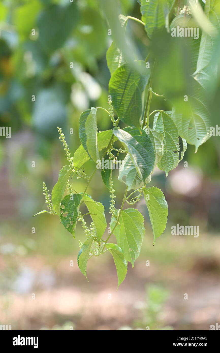 Legumes of Sacha inchi or Inca peanut tree,Tropical herbs that are ...