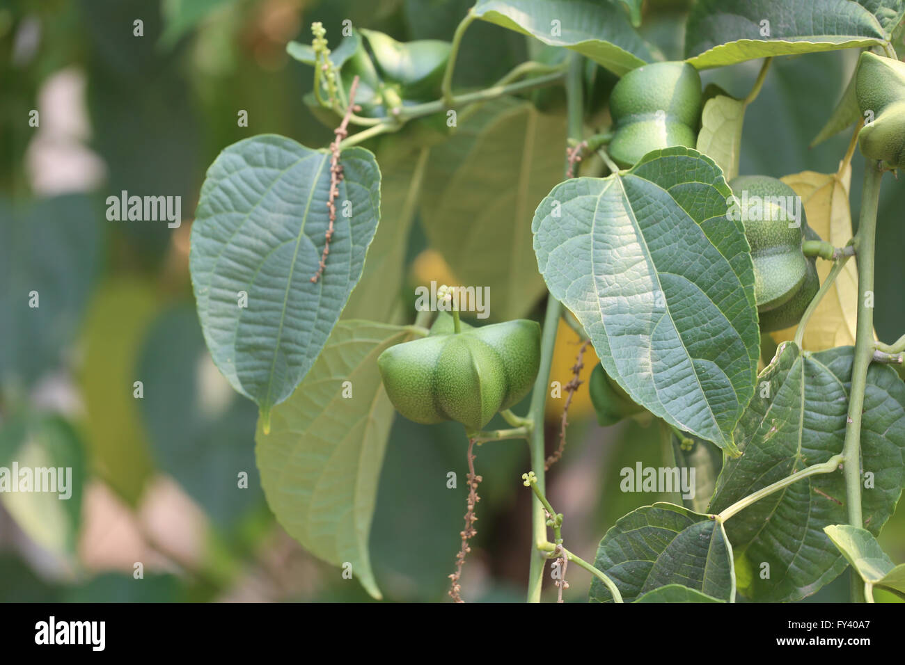 Legumes of Sacha inchi or Inca peanut tree,Tropical herbs that are ...