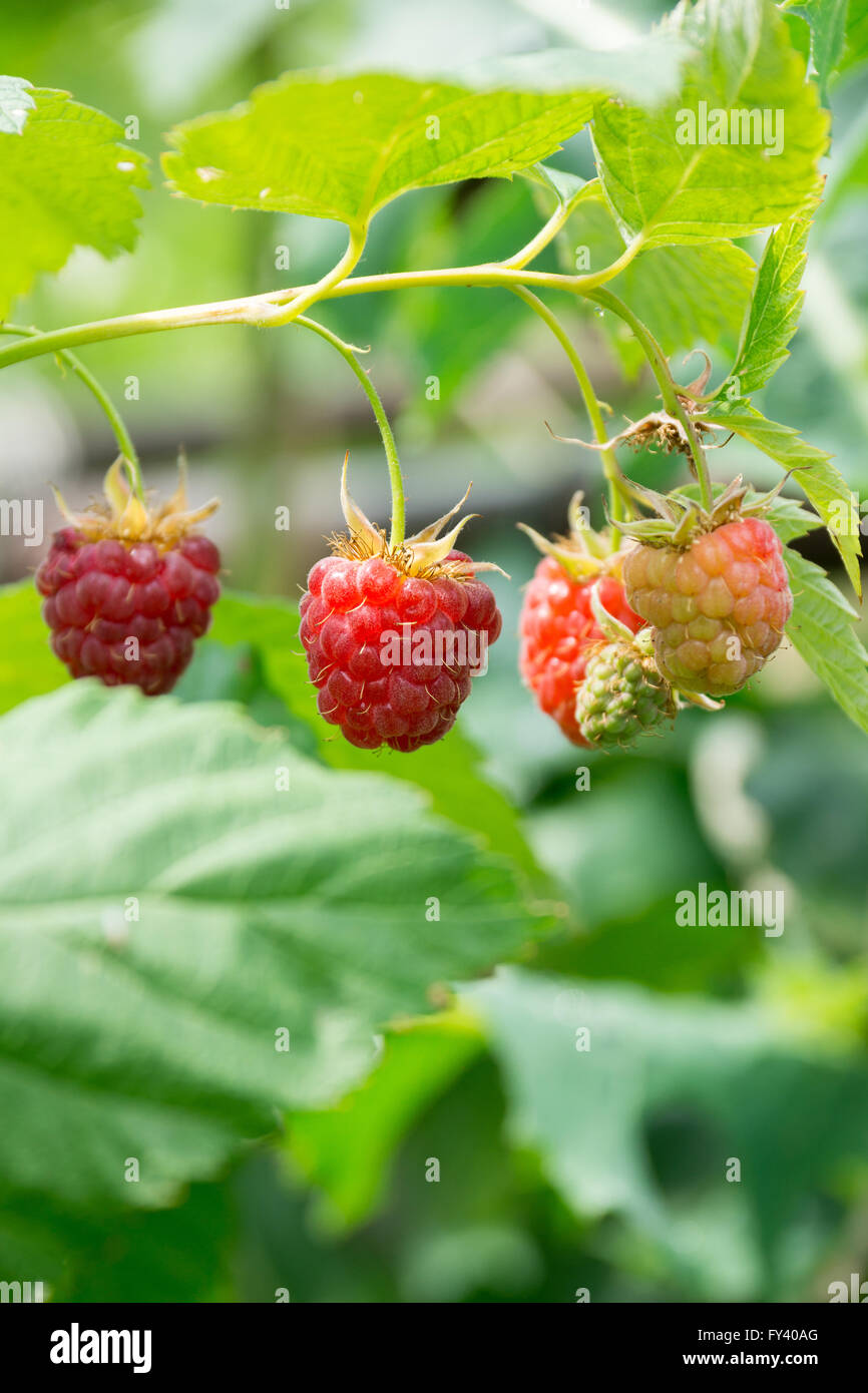 The photo shows the raspberry bushes with berries Stock Photo - Alamy