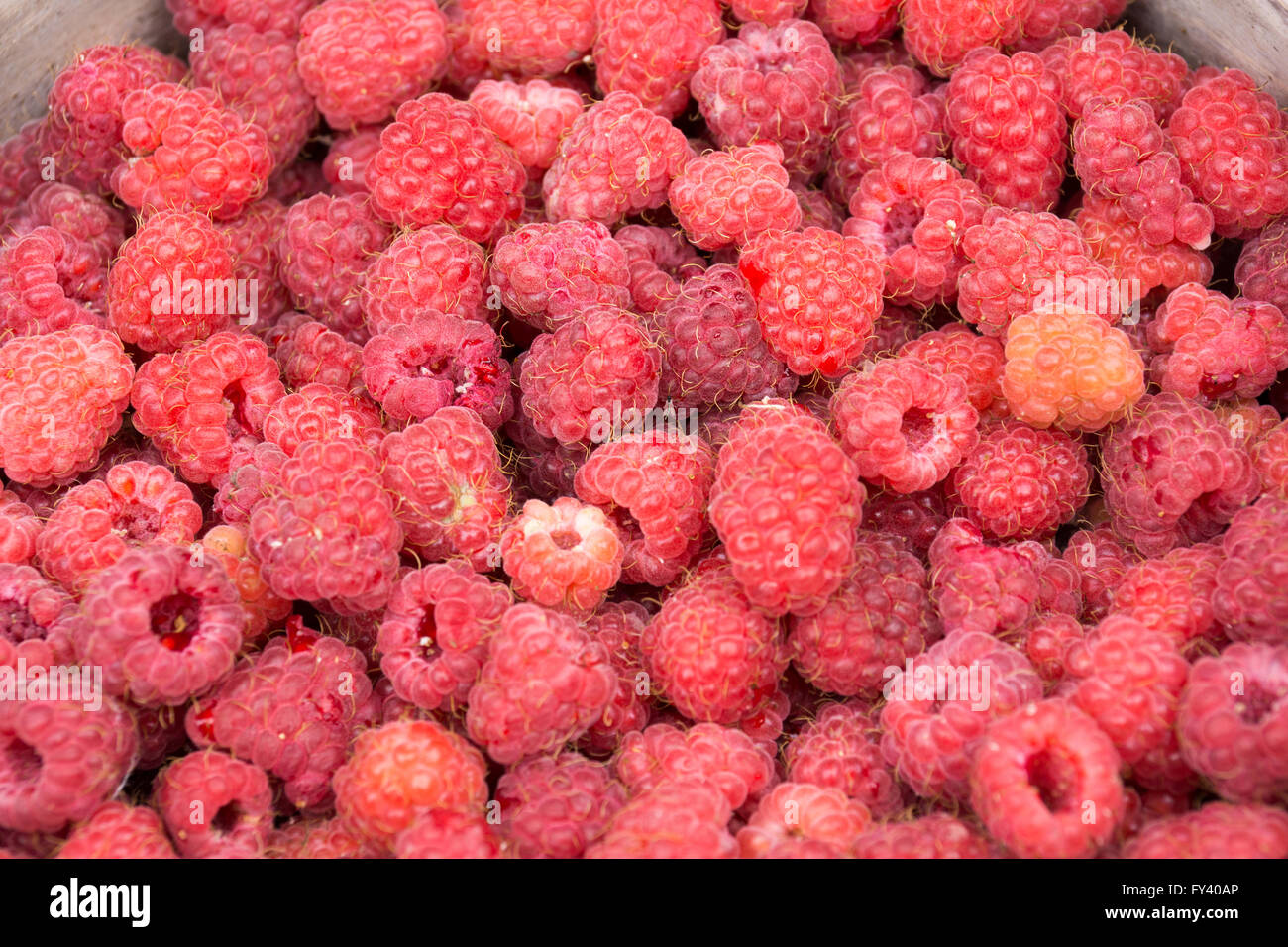 The photograph shows a bowl with raspberries Stock Photo - Alamy