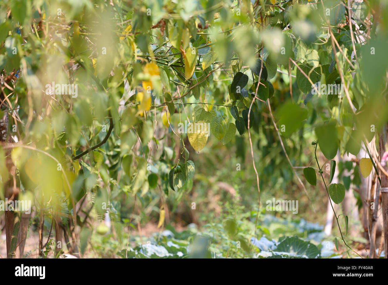 Legumes of Sacha inchi or Inca peanut garden,Tropical herbs that are ...