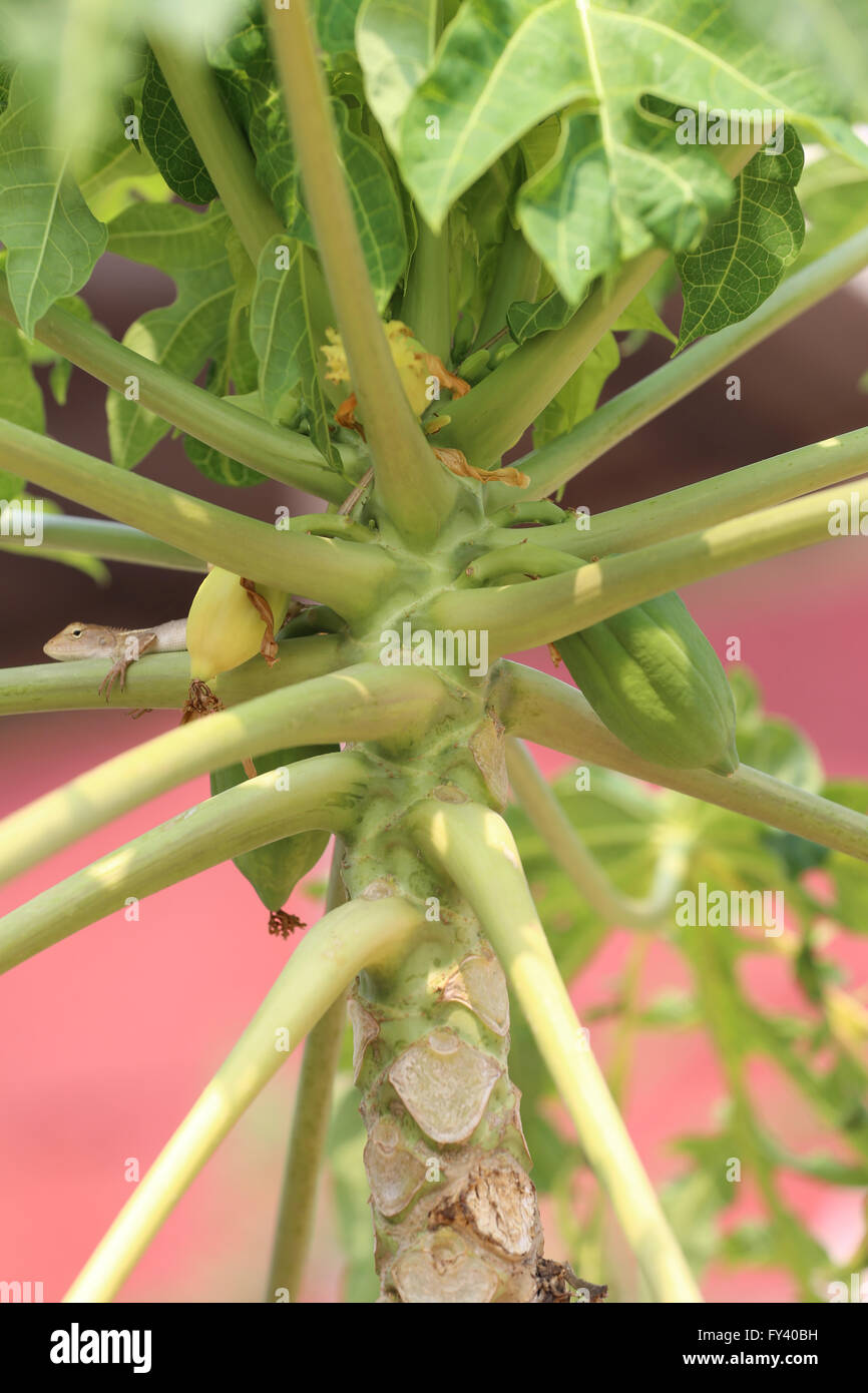 Papaya tree in focus trunk with fruit,Tropical fruit in Thailand Stock ...