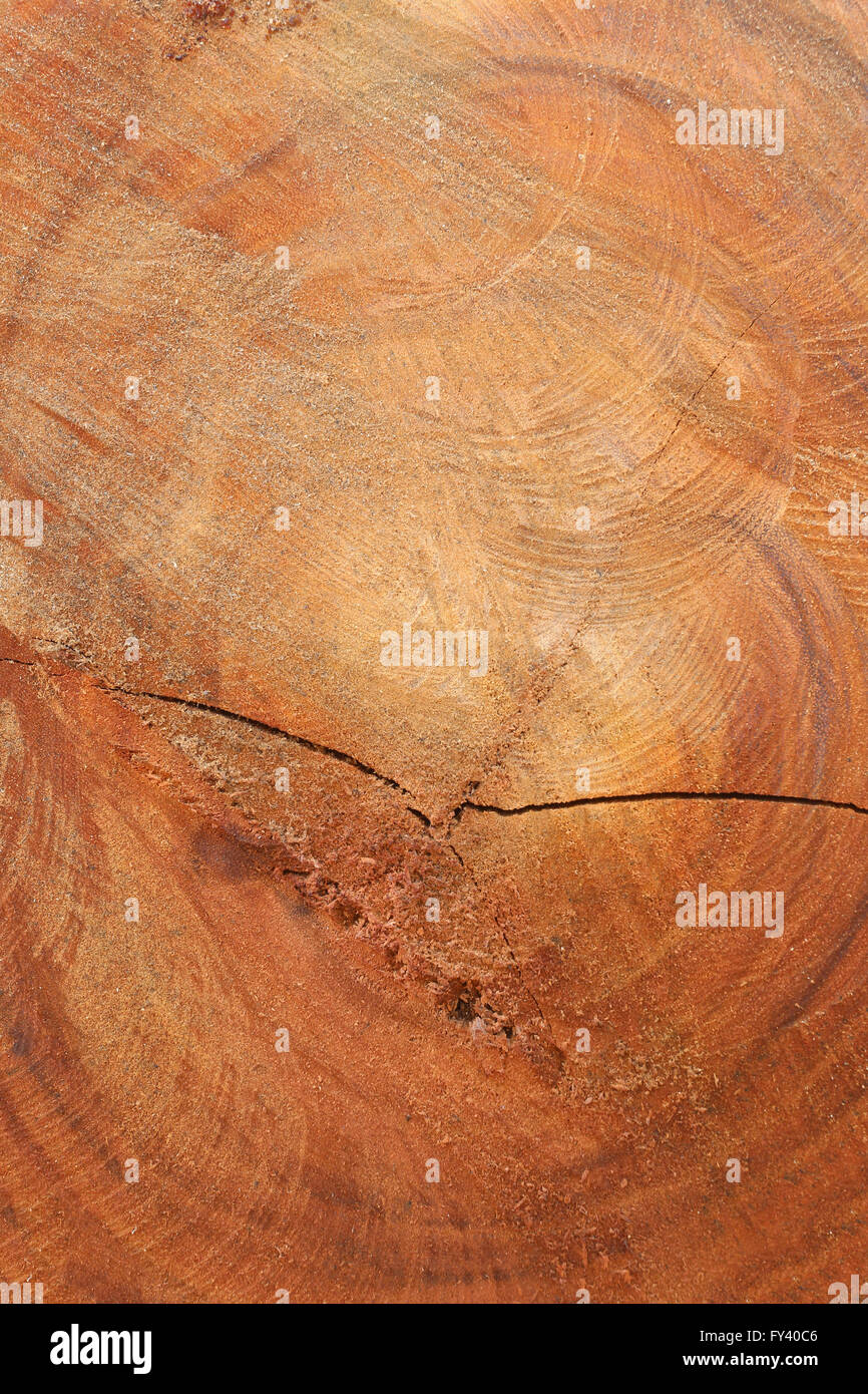 Trunk trunk trunk trunk wood hi-res stock photography and images - Alamy