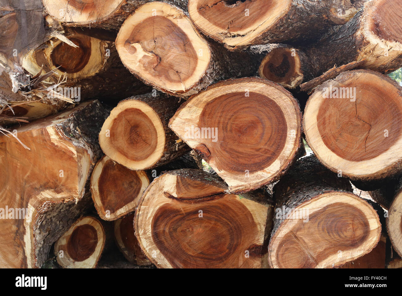 pile of Rain tree wood in cut into piece are undertaking forestry Stock ...