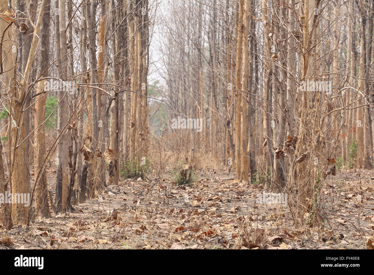 The drought tropical forests of Thailand,Trees in the forest to die ...