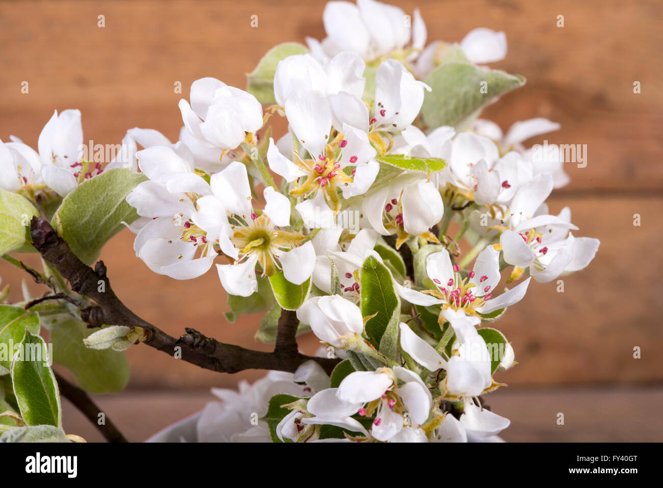 photo of white blooming flowers on the fruit tree Stock Photo - Alamy