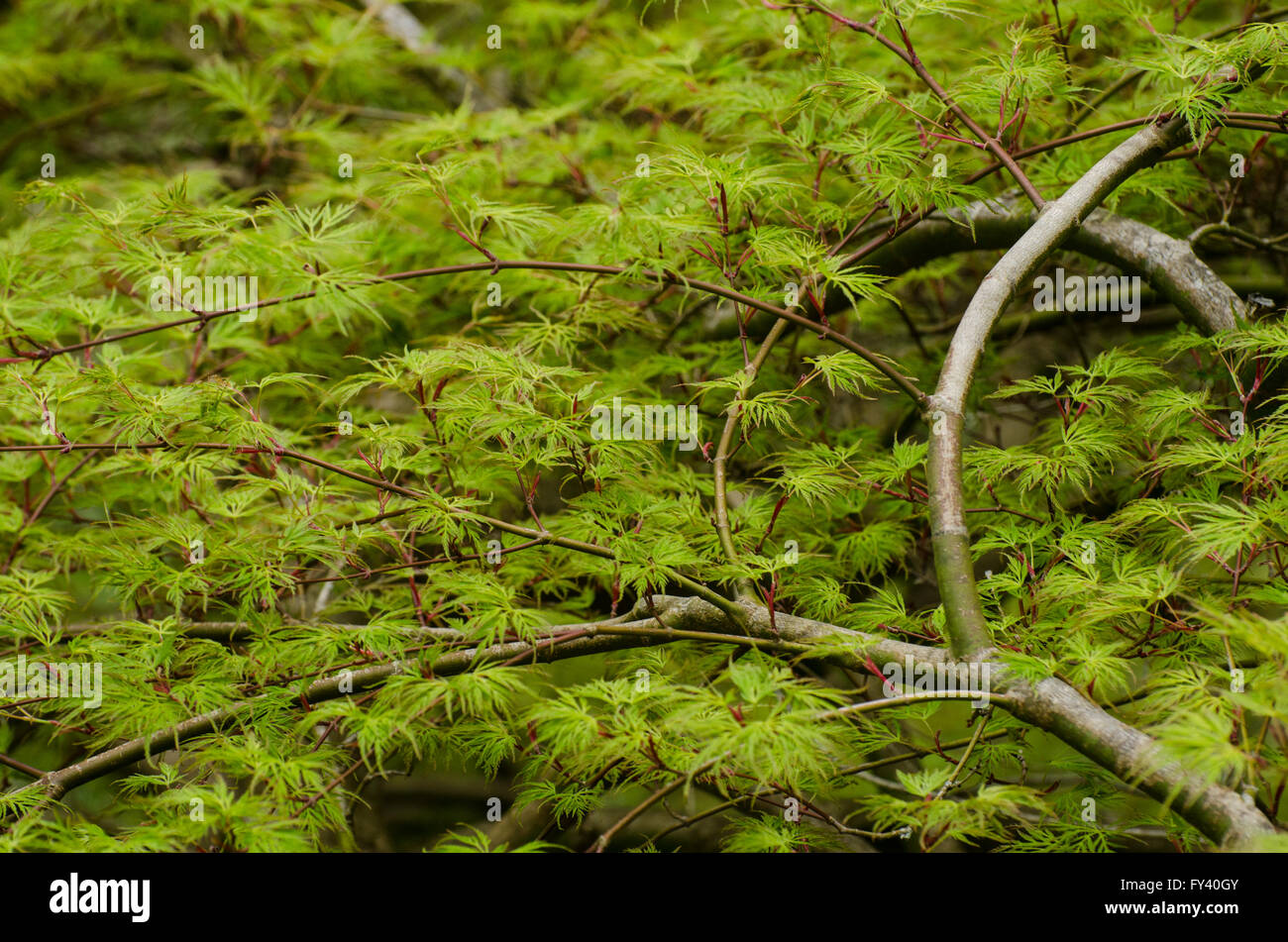Japanese Maple tree Stock Photo - Alamy