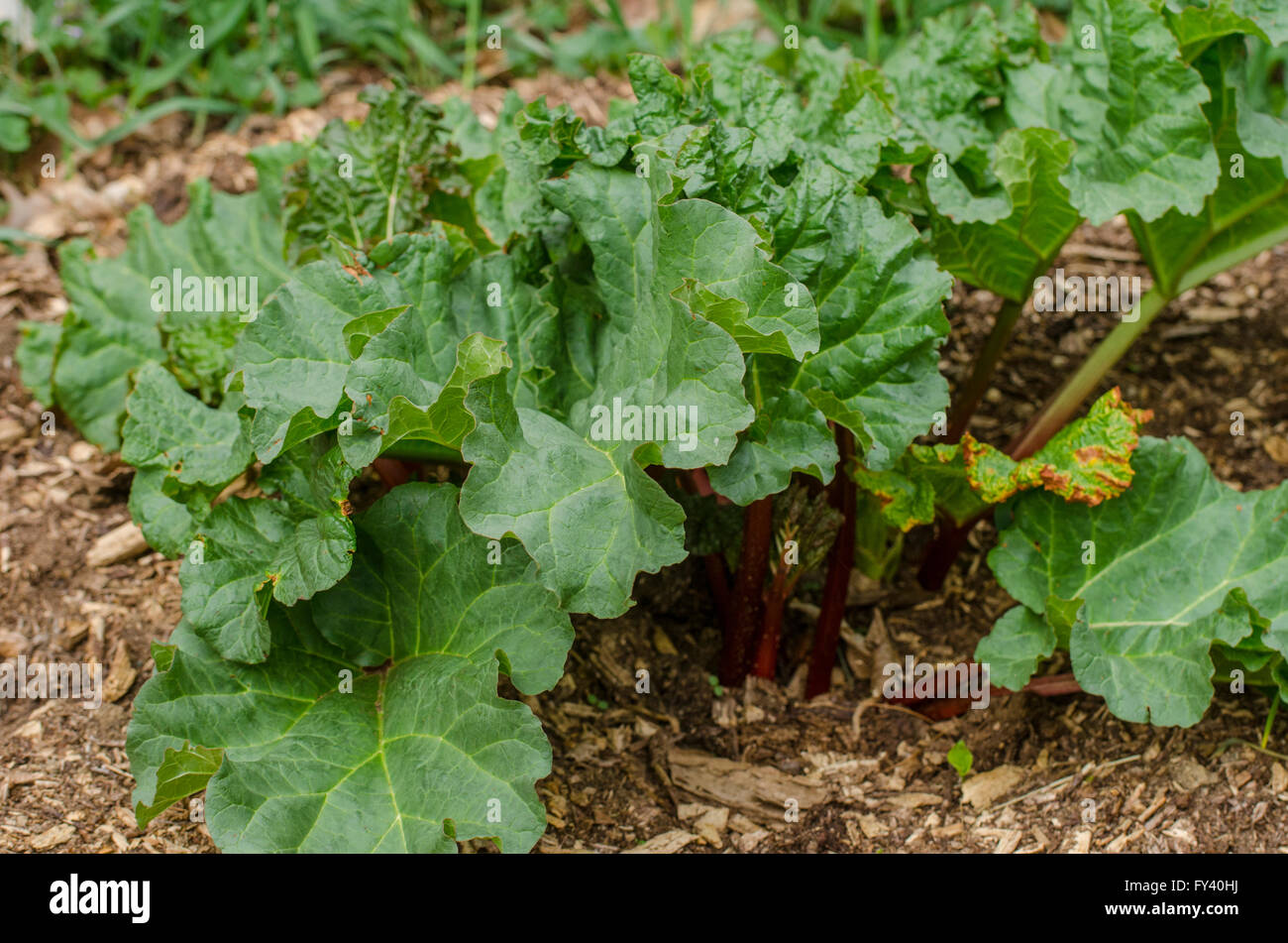 Rhubarb and mulch in a garden Stock Photo - Alamy