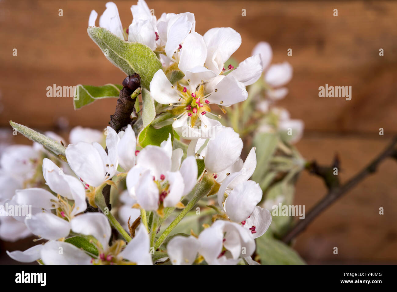 photo of white blooming flowers on the fruit tree Stock Photo - Alamy