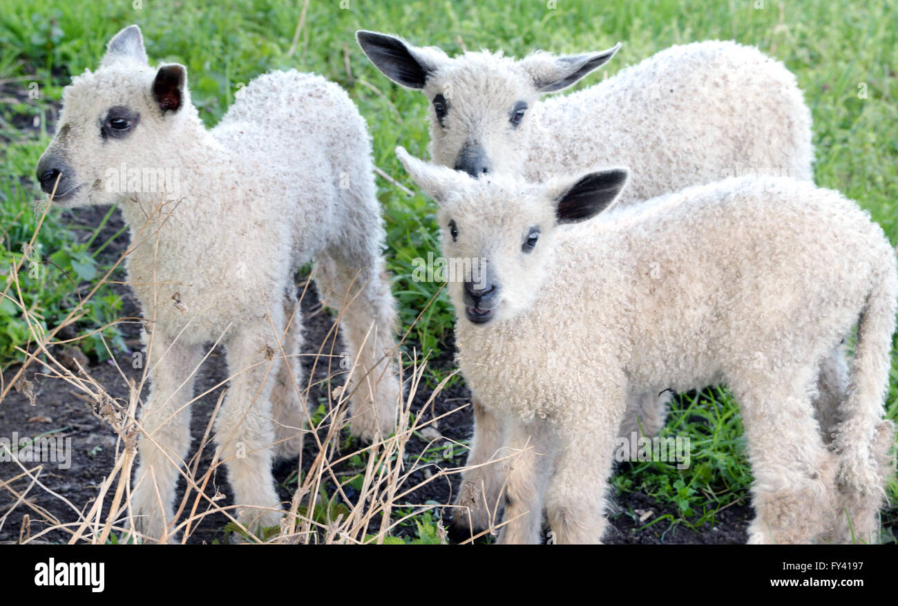 Quesitz, Germany. 11th Apr, 2016. Wensleydale sheep pictured on a ...