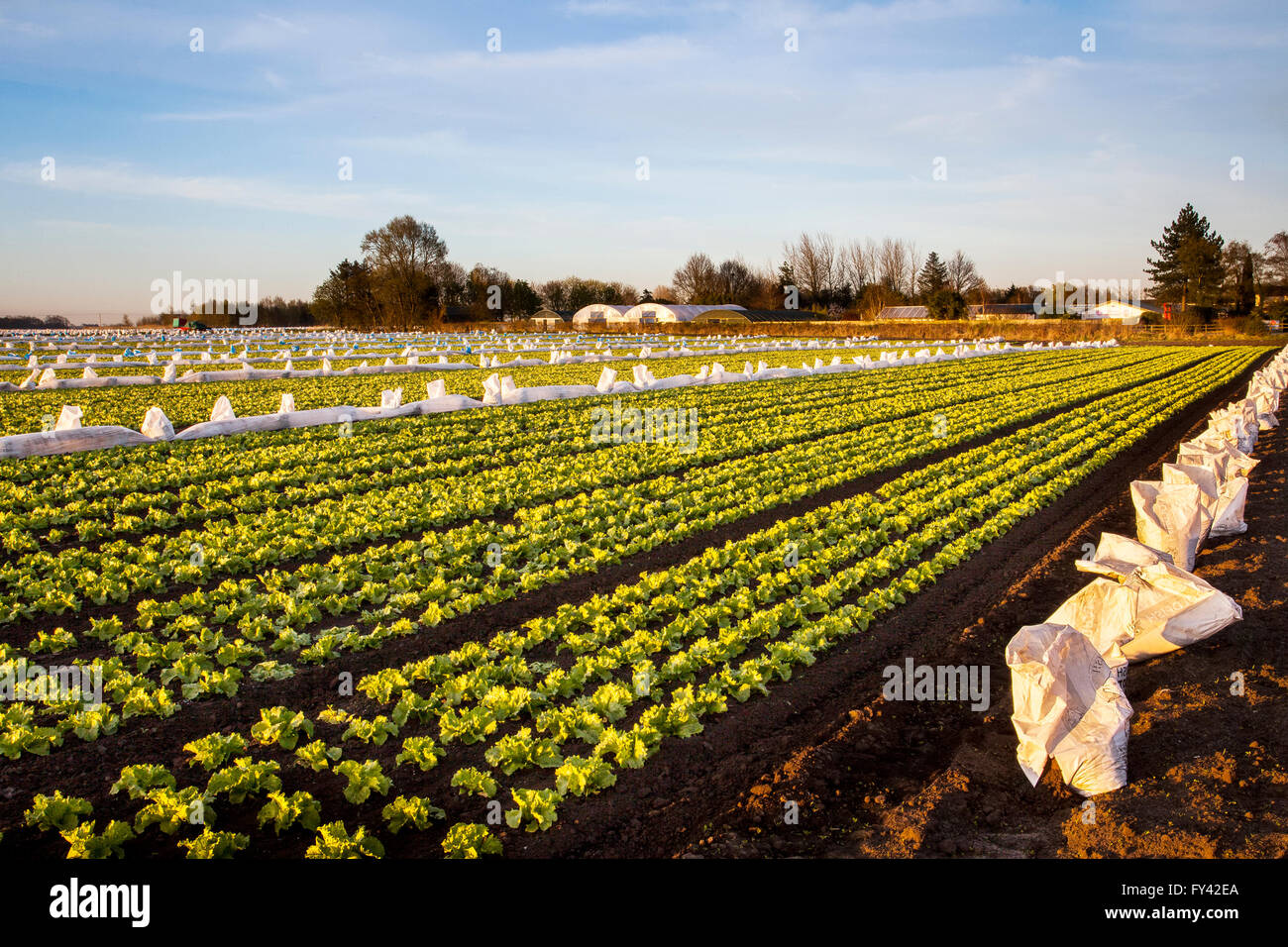 Planted fields of spring lettuce at Holmeswood, Lancashire, UK 21st ...