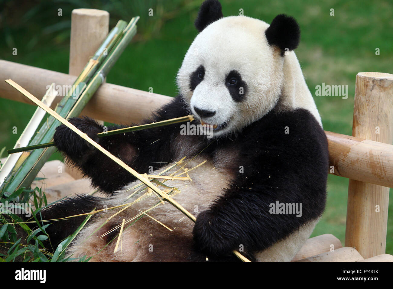 Yongin, South Korea. 21st Apr, 2016. Chinese giant panda "Le Bao" eats ...