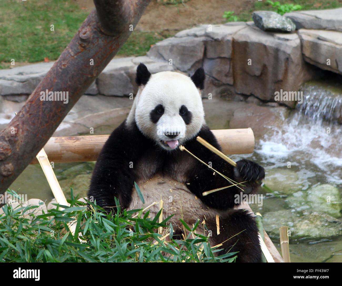 Yongin, South Korea. 21st Apr, 2016. Chinese giant panda "Le Bao" eats ...