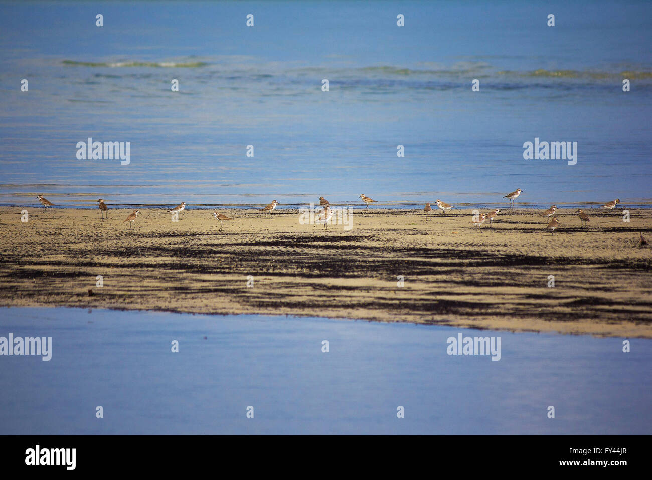 Xenus Cinereus bird seen migrating on Beting Aceh Island in Malacca ...