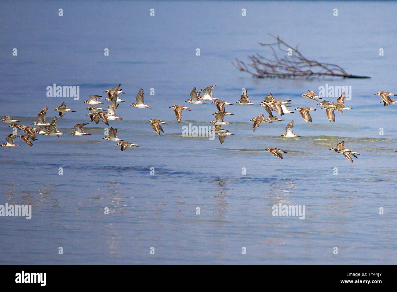 Xenus Cinereus bird seen migrating on Beting Aceh Island in Malacca ...