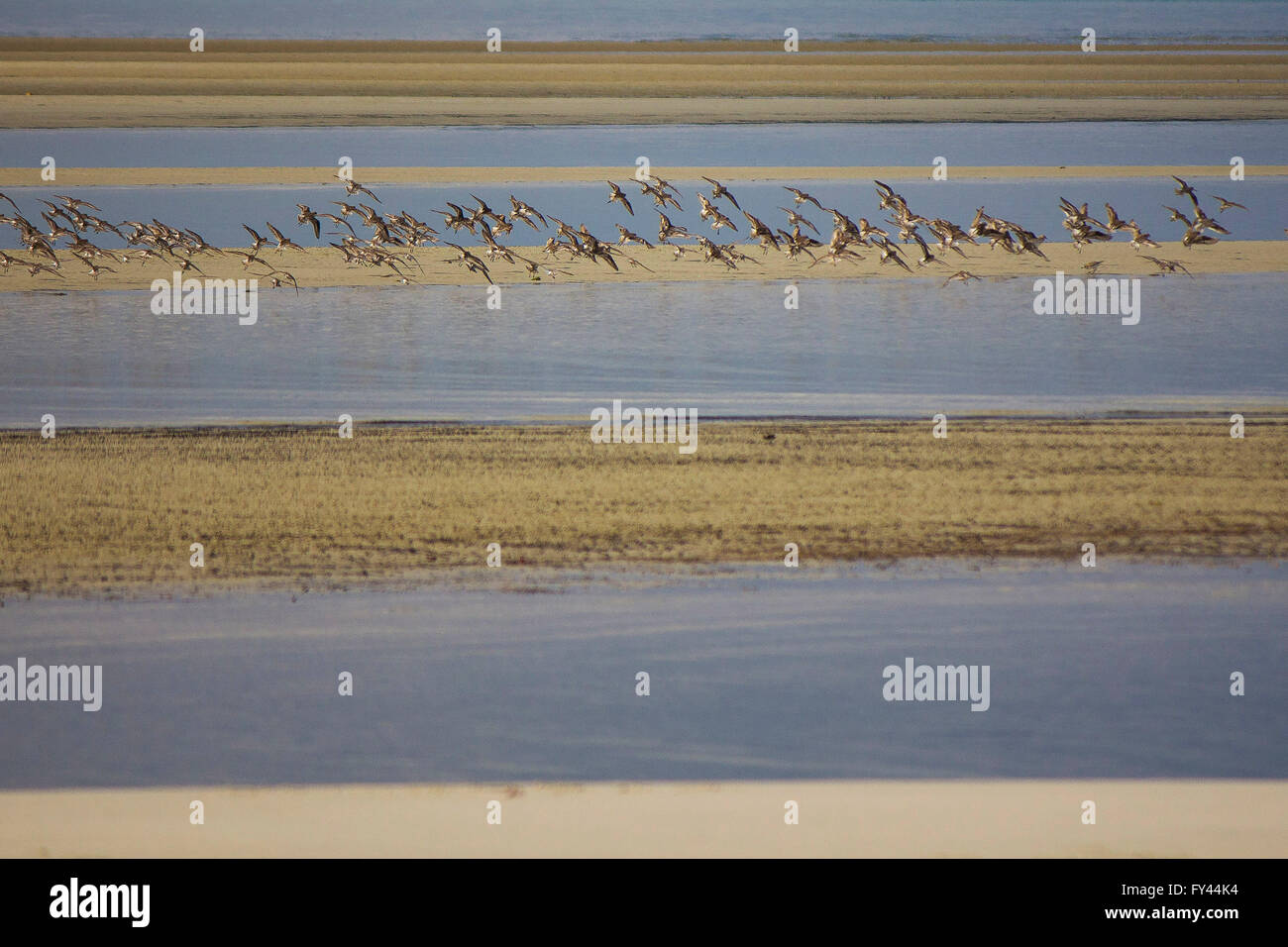Xenus Cinereus bird seen migrating on Beting Aceh Island in Malacca ...