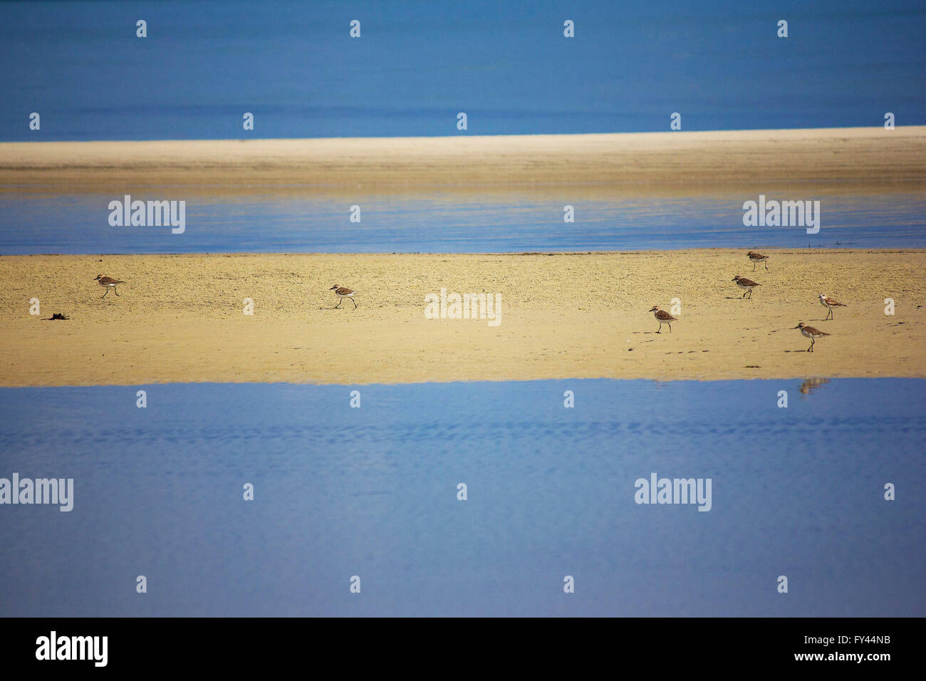 Xenus Cinereus bird seen migrating on Beting Aceh Island in Malacca ...