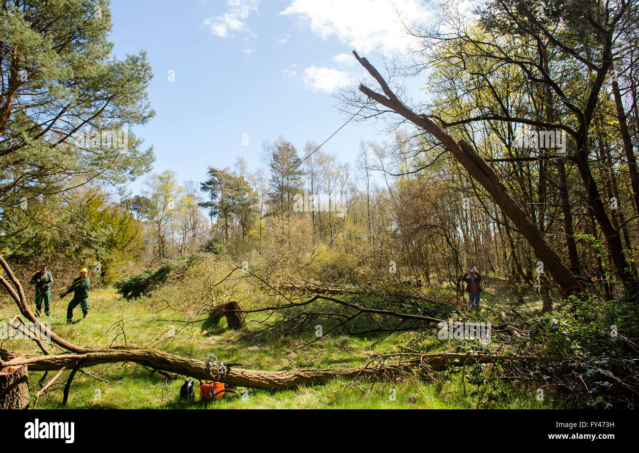 Hamburg, Germany. 21st Apr, 2016. Tree-cutters pull down a tree on the ...