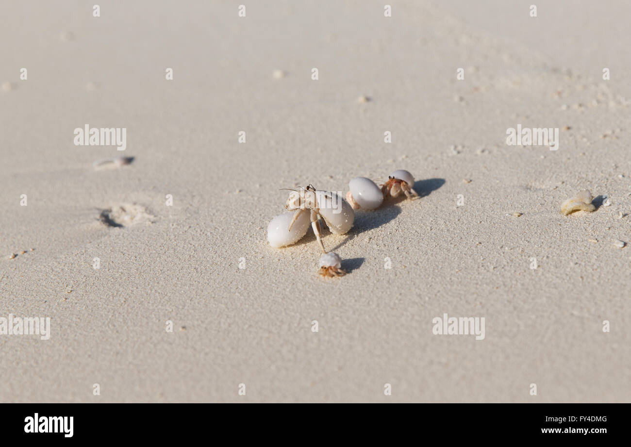 crabs hatching from shells on beach sand Stock Photo - Alamy