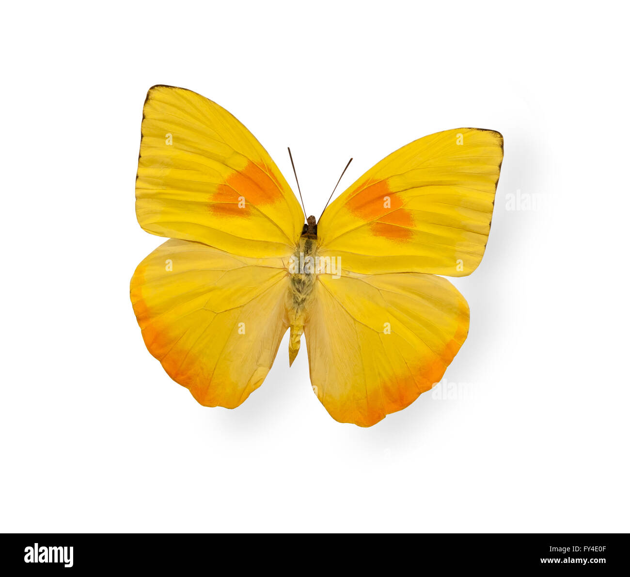 Yellow butterfly isolated on white Stock Photo - Alamy