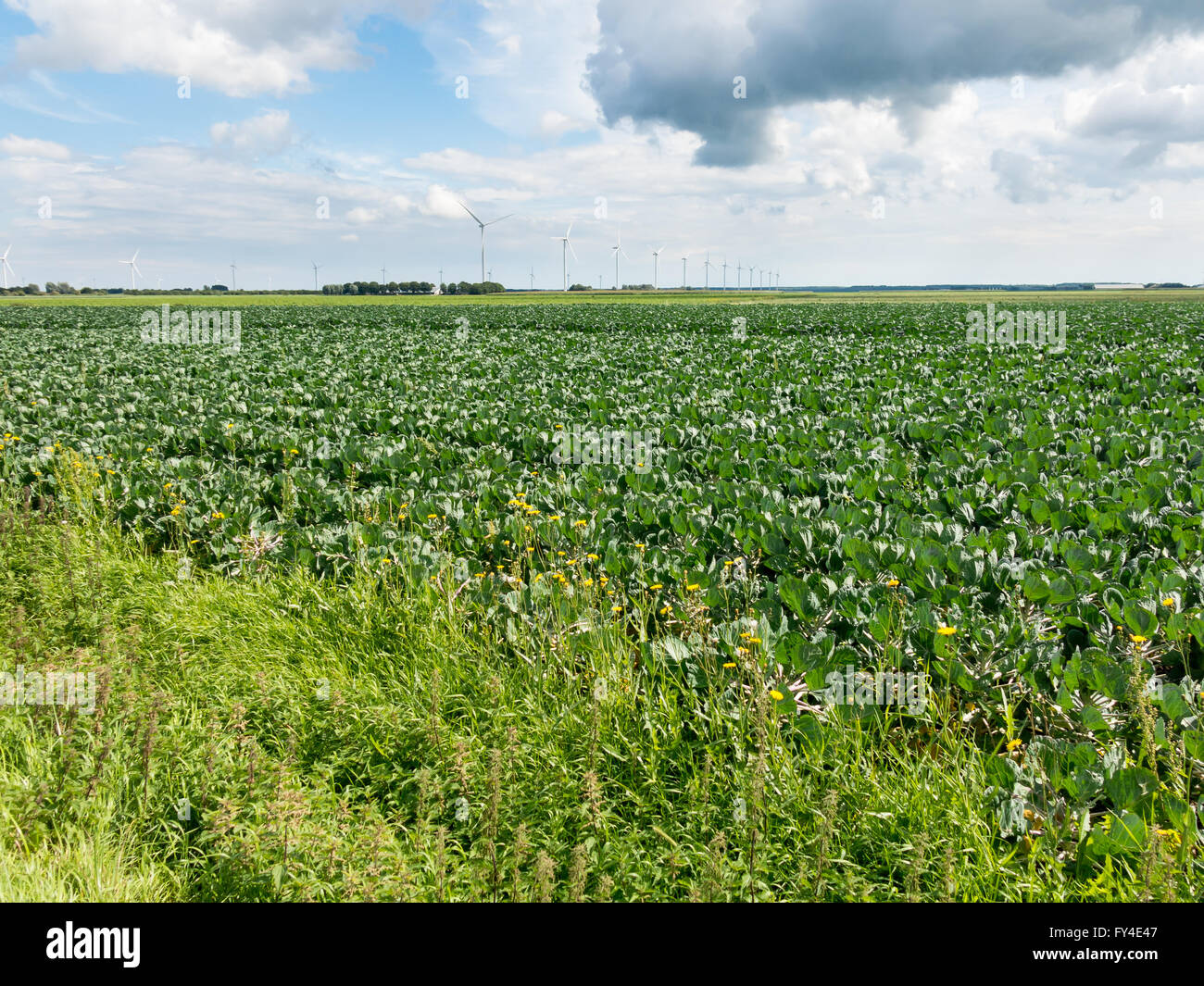 Field of spinach hi-res stock photography and images - Alamy