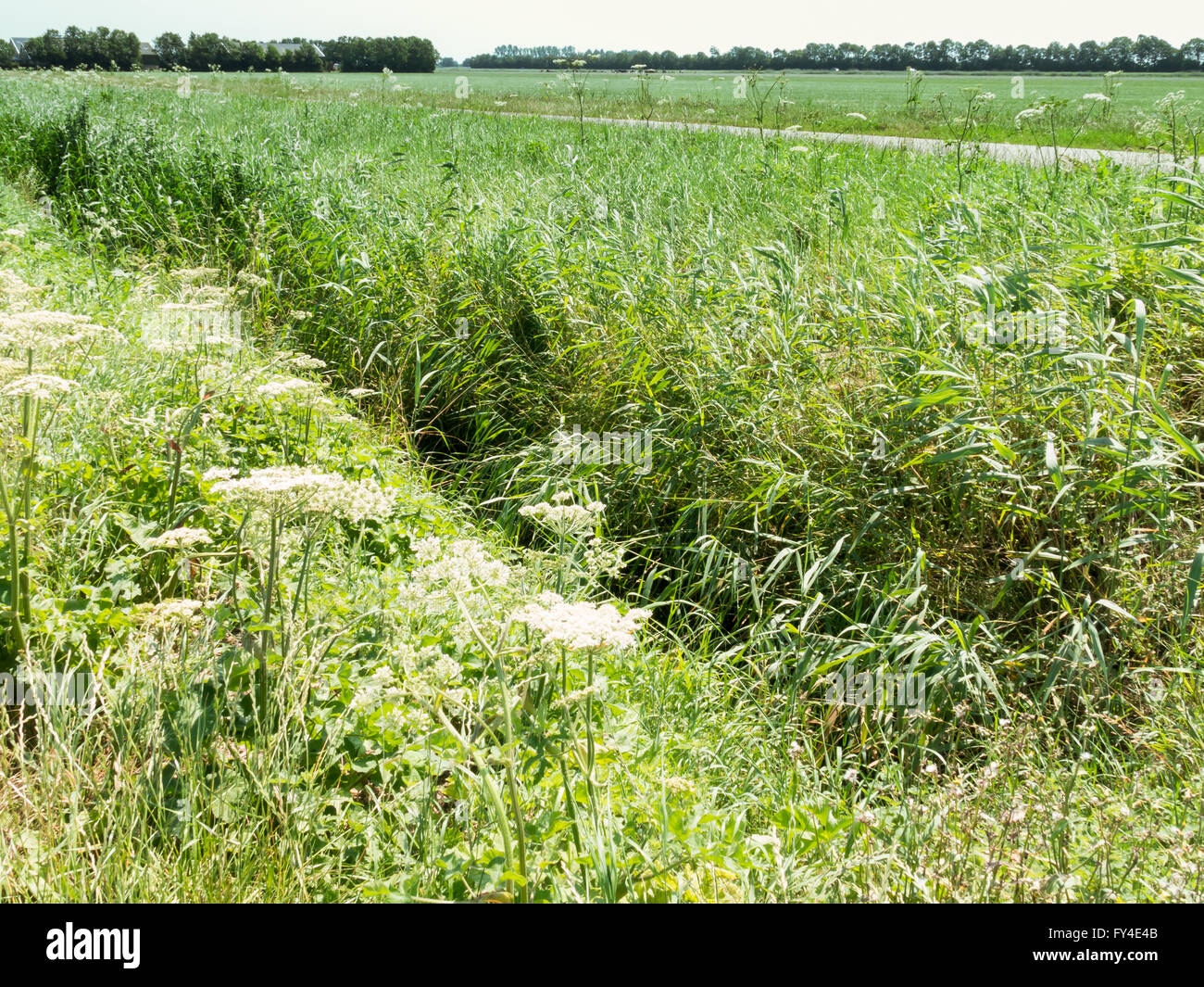 Rural landscape of polder and ditch of countryside of island Goeree ...