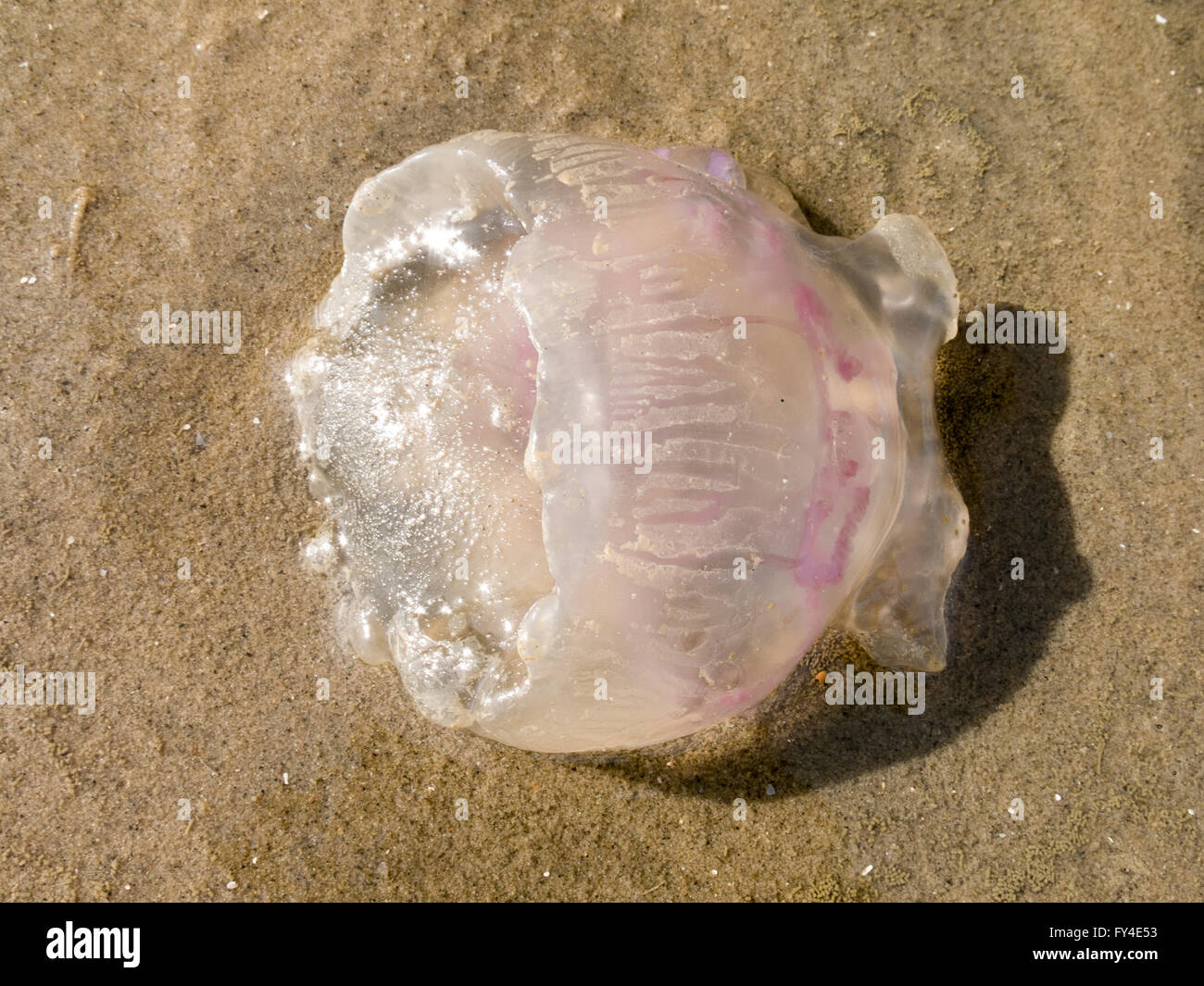 Dutch wetlands hi-res stock photography and images - Alamy