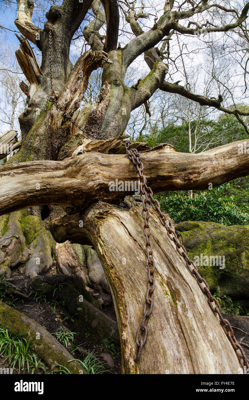 The Chained Oak, Alton, Staffordshire Stock Photo - Alamy