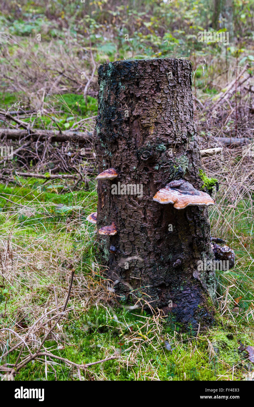 Red Banded Polypore, Fomitopsis pinicola, on a dead conifer Stock Photo ...