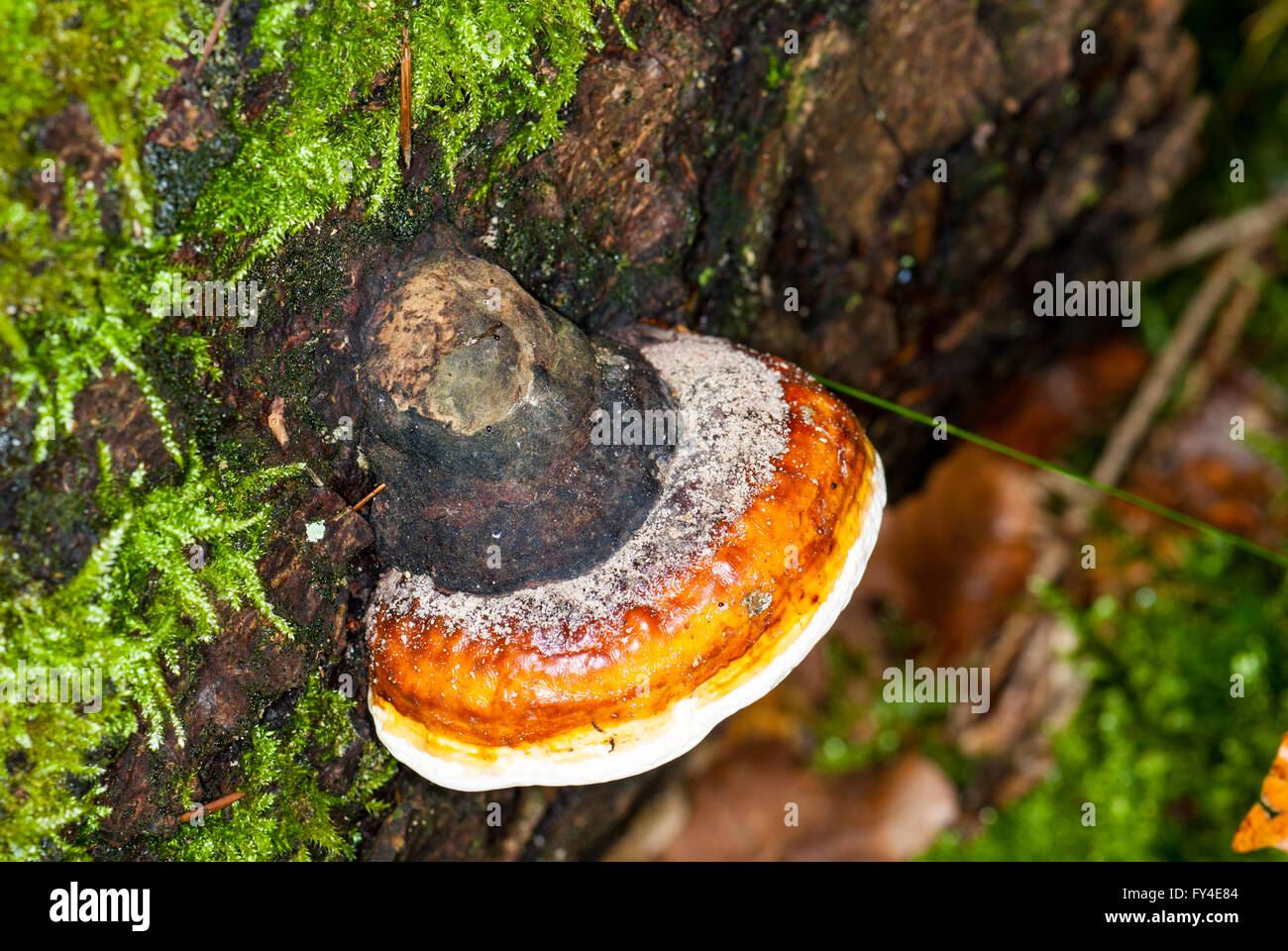 Red Banded Polypore, Fomitopsis pinicola, on a dead conifer Stock Photo ...