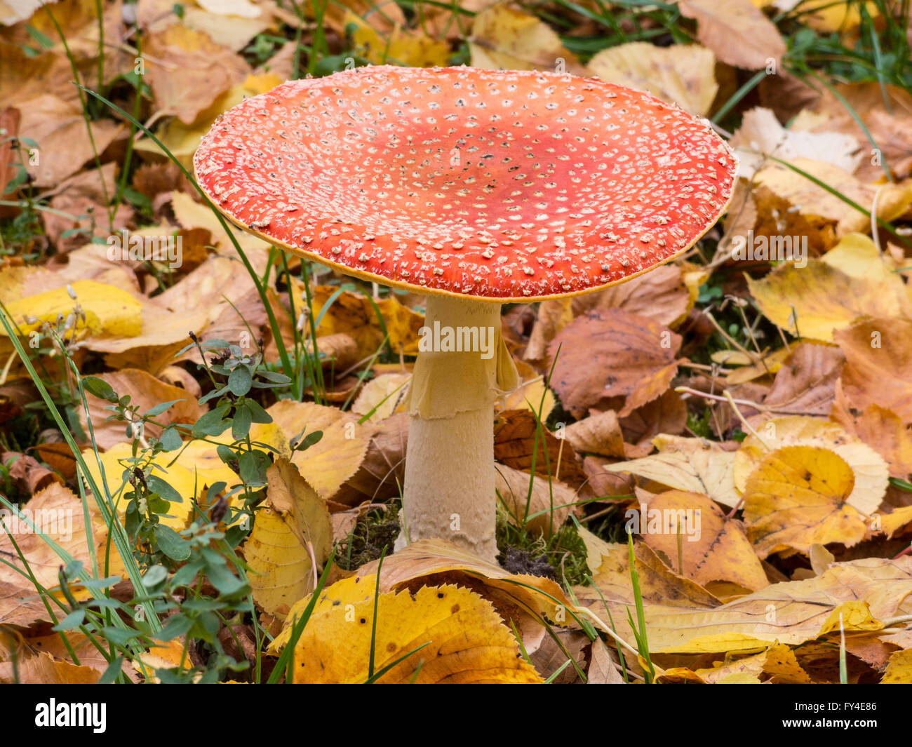 Toadstool ring hi-res stock photography and images - Alamy