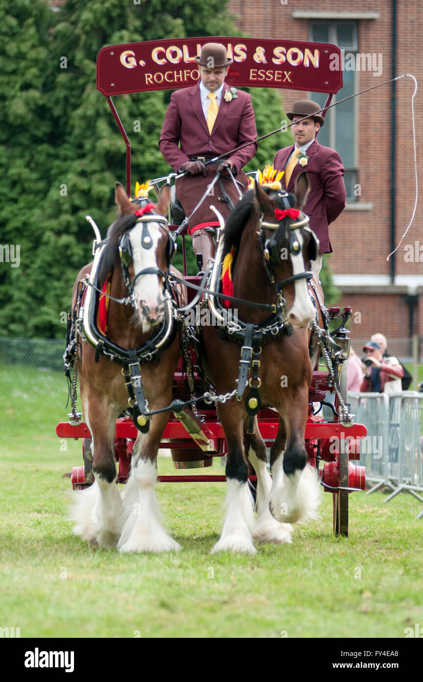 Heavy horse pulling cart hi-res stock photography and images - Alamy