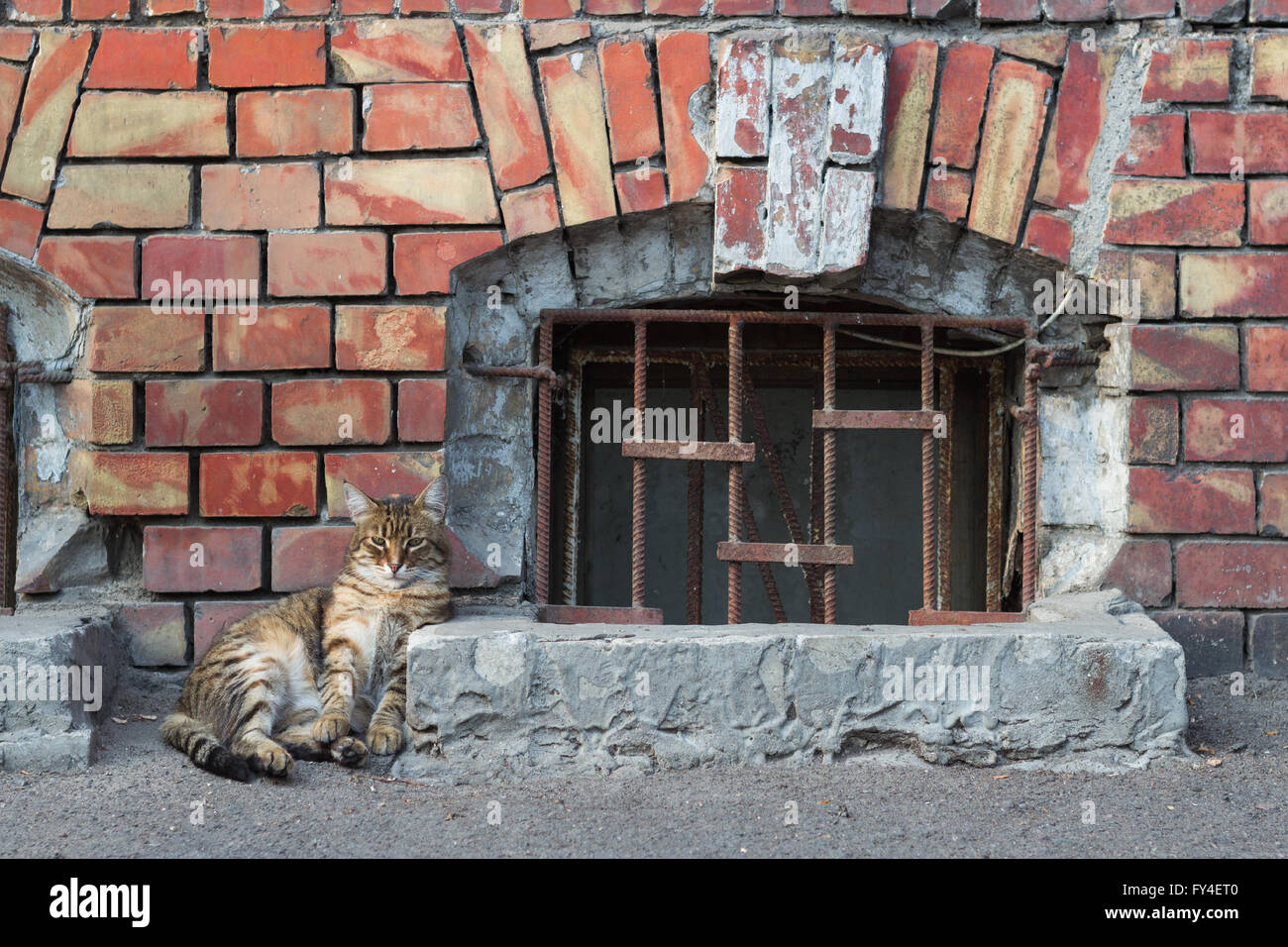 Cat look windows hi-res stock photography and images - Alamy
