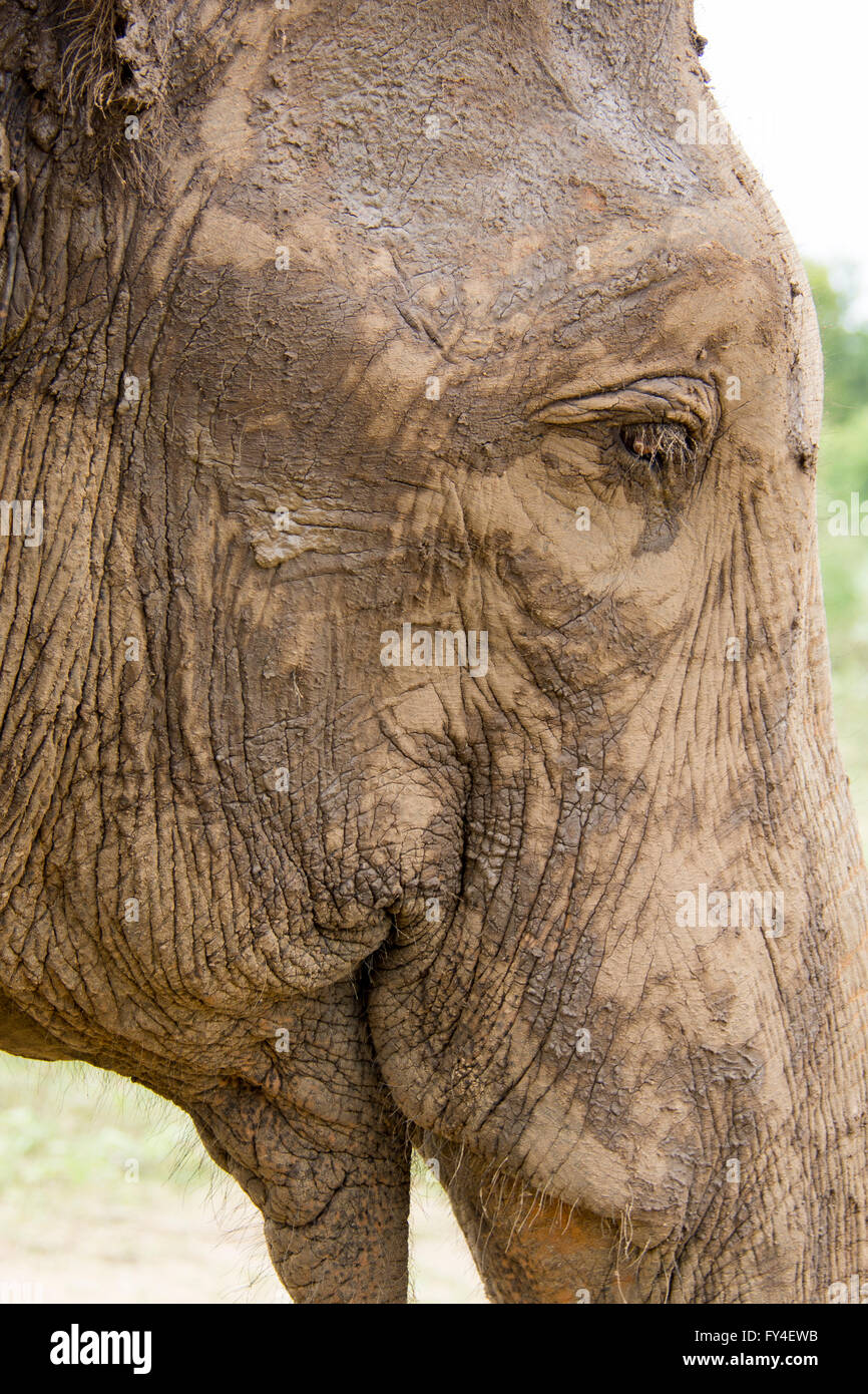 Elephant eyelashes hi-res stock photography and images - Alamy
