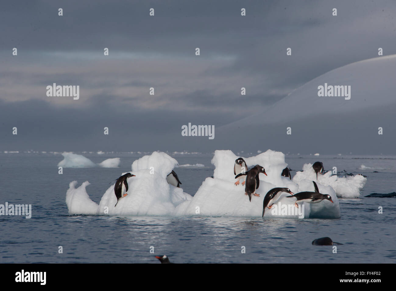 Penguin jump from ice hi-res stock photography and images - Alamy