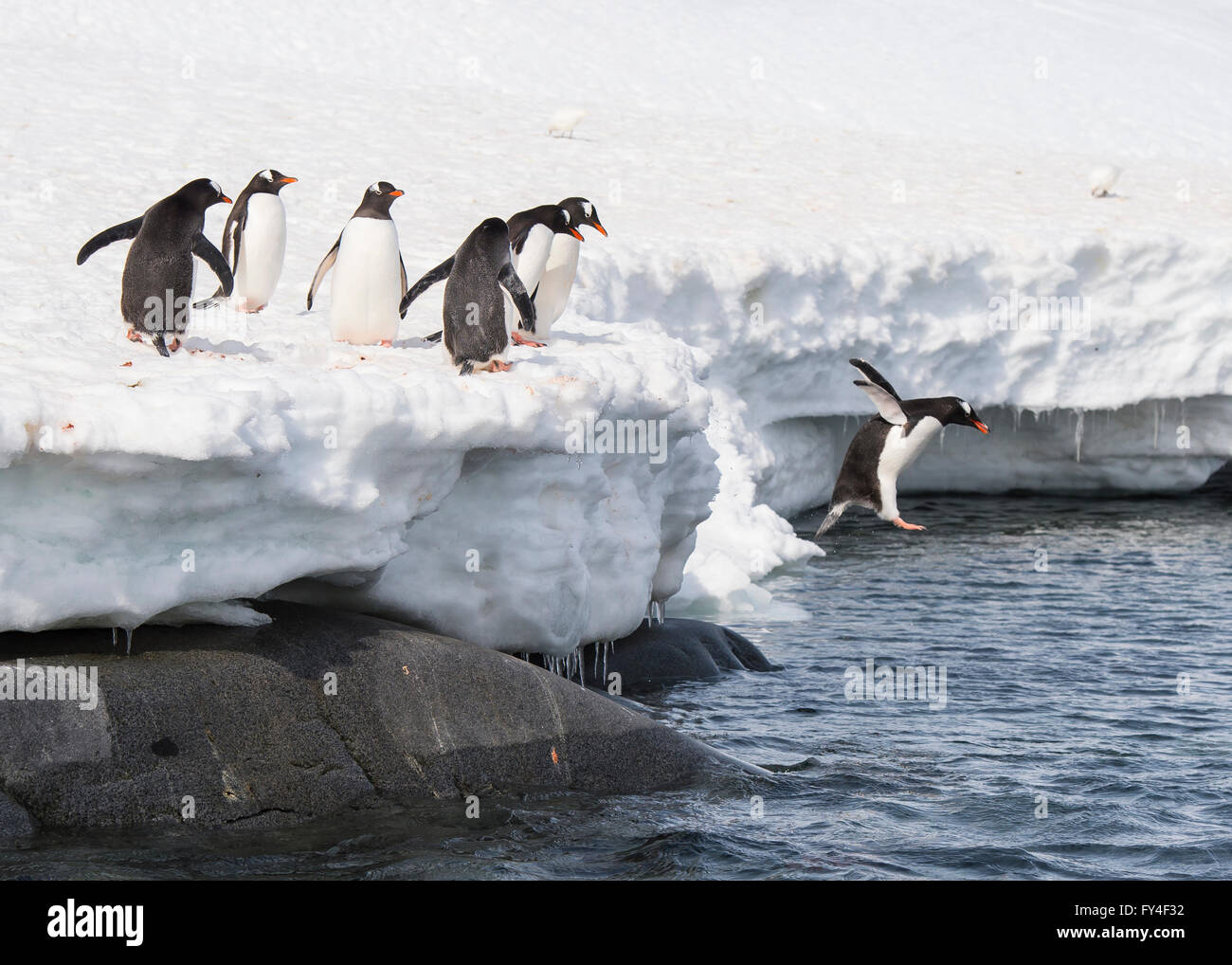 The north pole penguin hi-res stock photography and images - Alamy